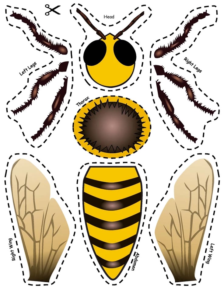 Coloring Page: Build Your Own Insect: Fun Craft Template for Kids to ...